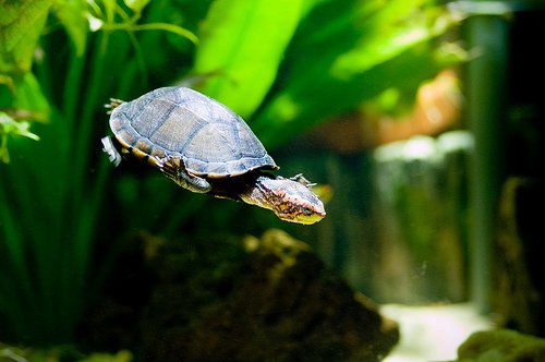 All About Aquatic Turtle Tanks! - Turtle Tank Spot